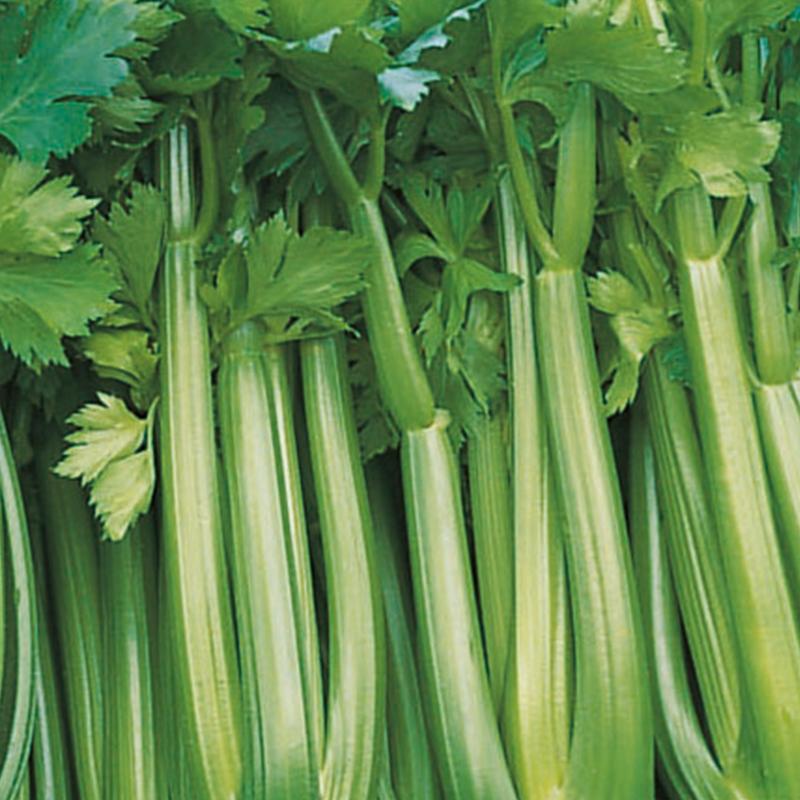 Celery 'Tango F1' | Apium graveolens | De Bolster Organic Seeds